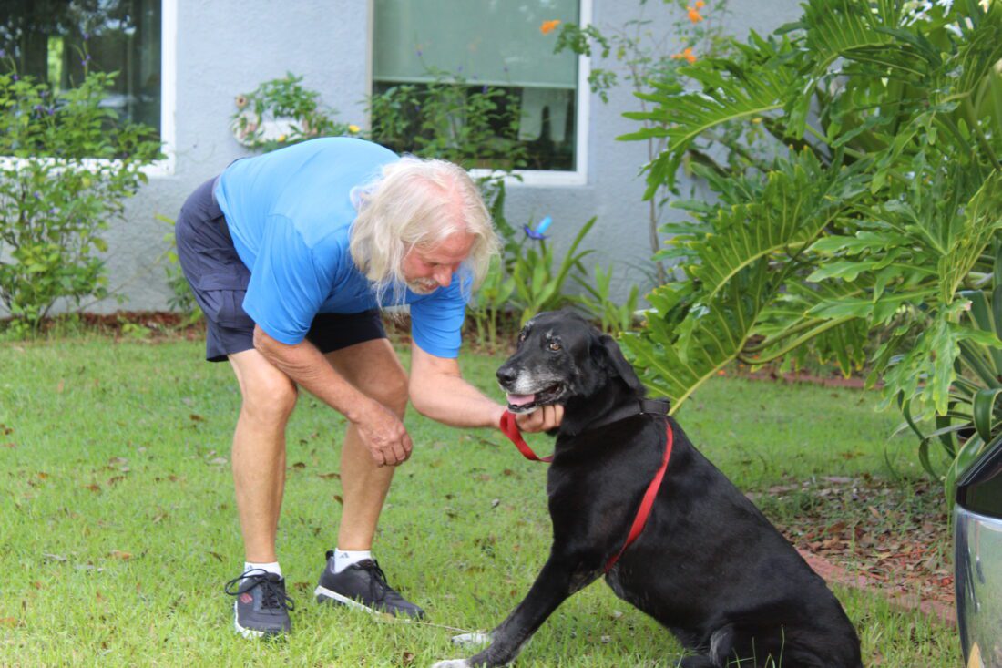 A black lab mix given a forever home after almost 10 years at the ...